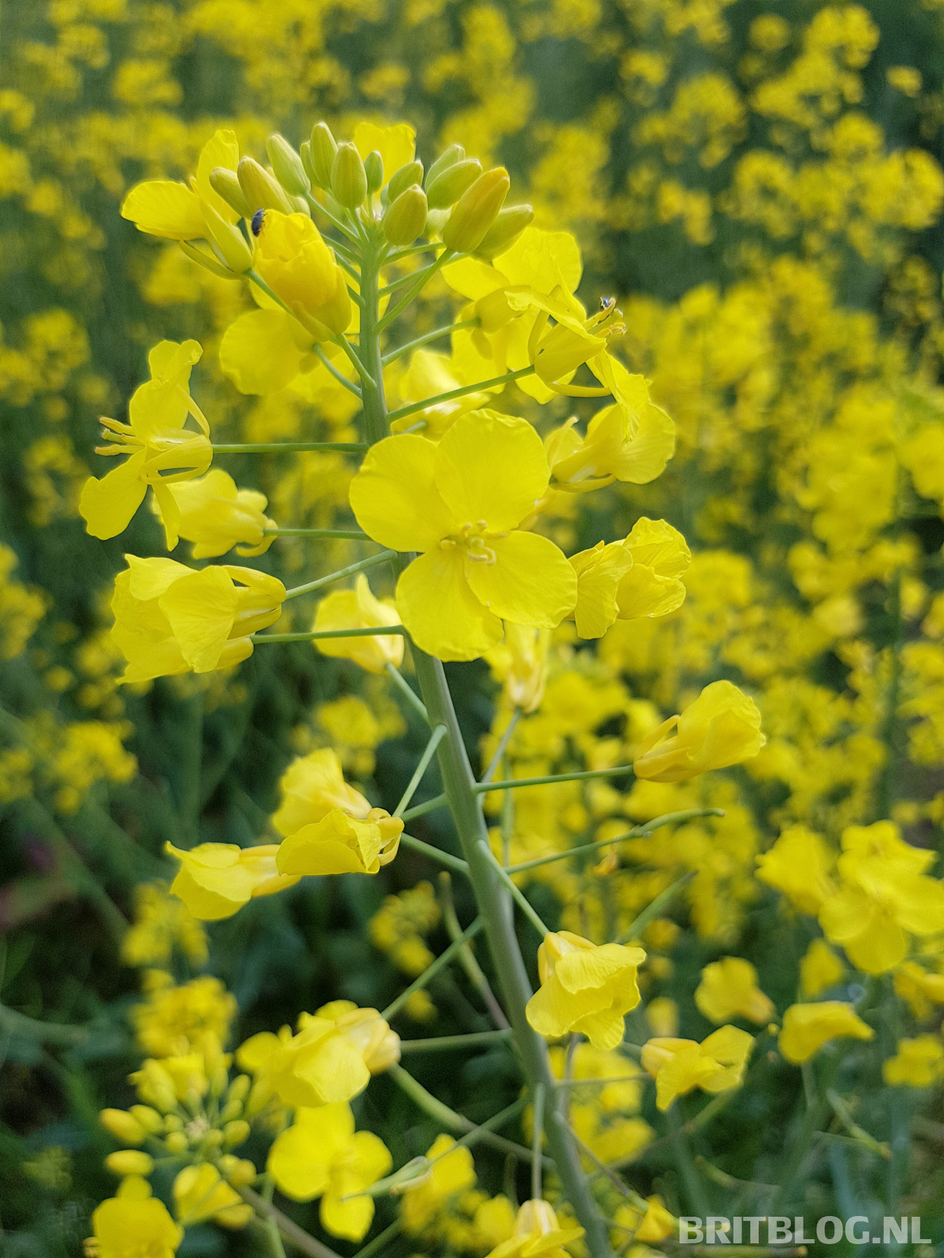 Wat zijn toch die gele bloemenvelden in het voorjaar in Engeland ...