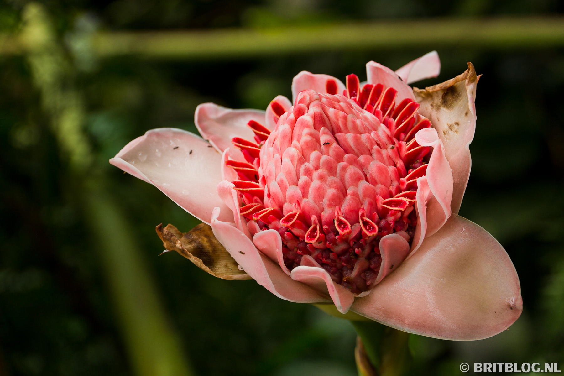 Eden Project: de botanische tuin van Cornwall - Britblog